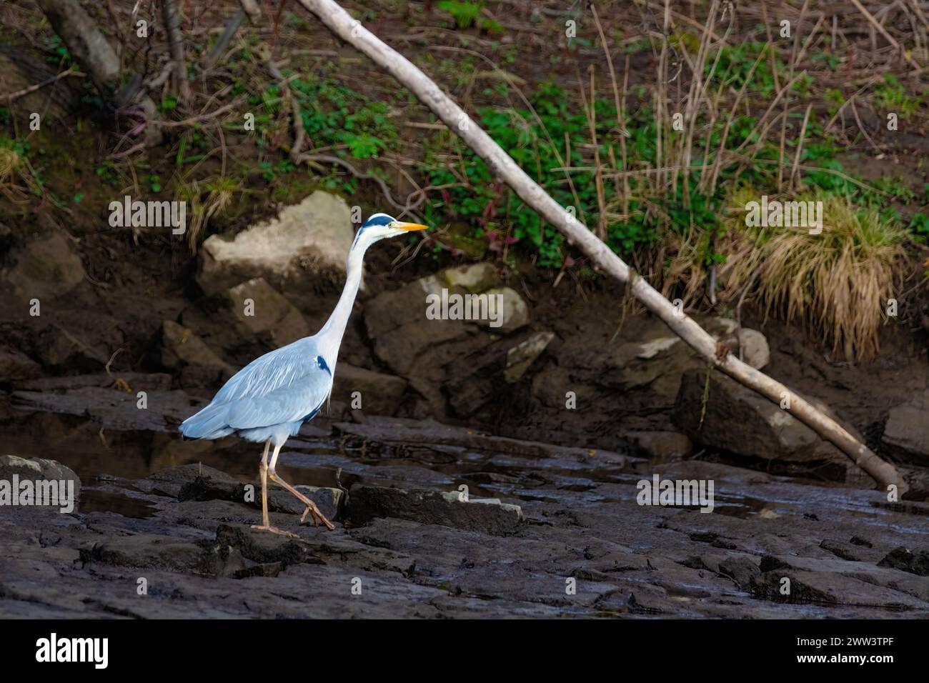 The eastern great egret, a white heron in the genus Ardea, fishing at ...