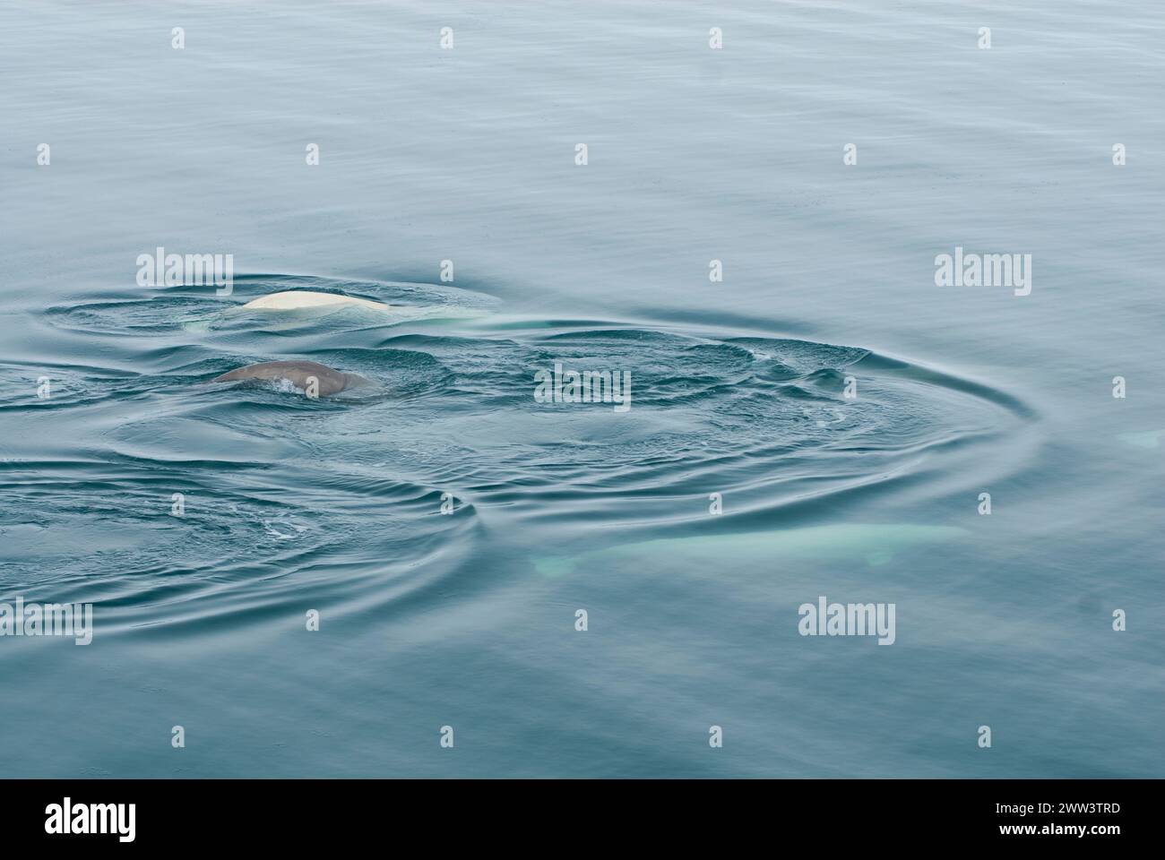 beluga whale, Delphinapterus leucas, adult in an open lead amidst the ...