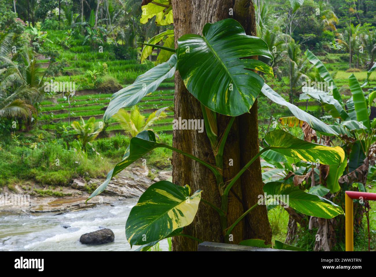 A fast-flowing stream and dramatic lenticular clouds against a dark sky ...