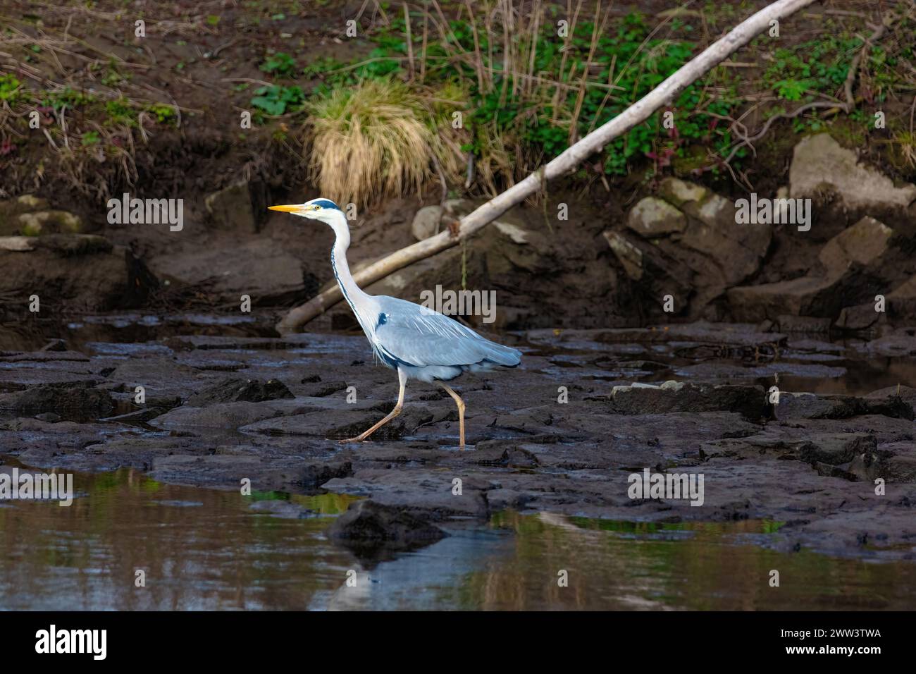 The eastern great egret, a white heron in the genus Ardea, fishing at ...