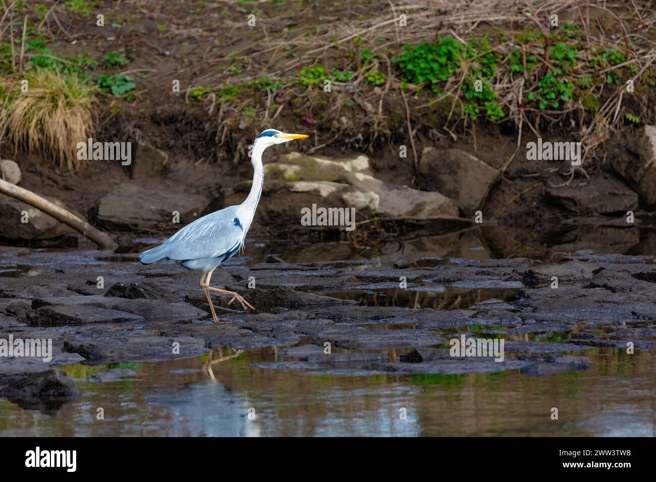 The eastern great egret, a white heron in the genus Ardea, fishing at ...