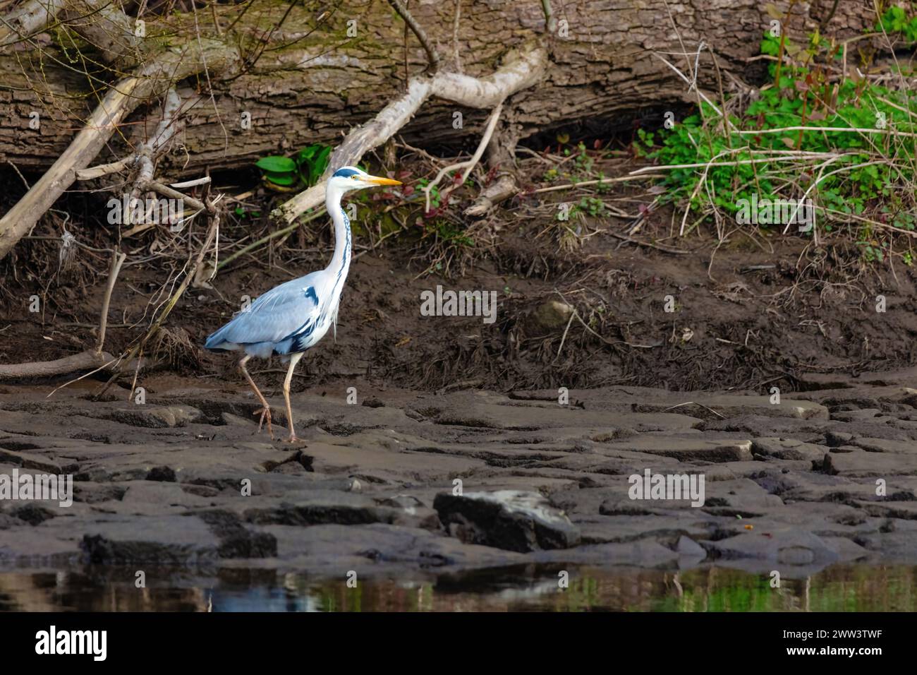 The eastern great egret, a white heron in the genus Ardea, fishing at ...