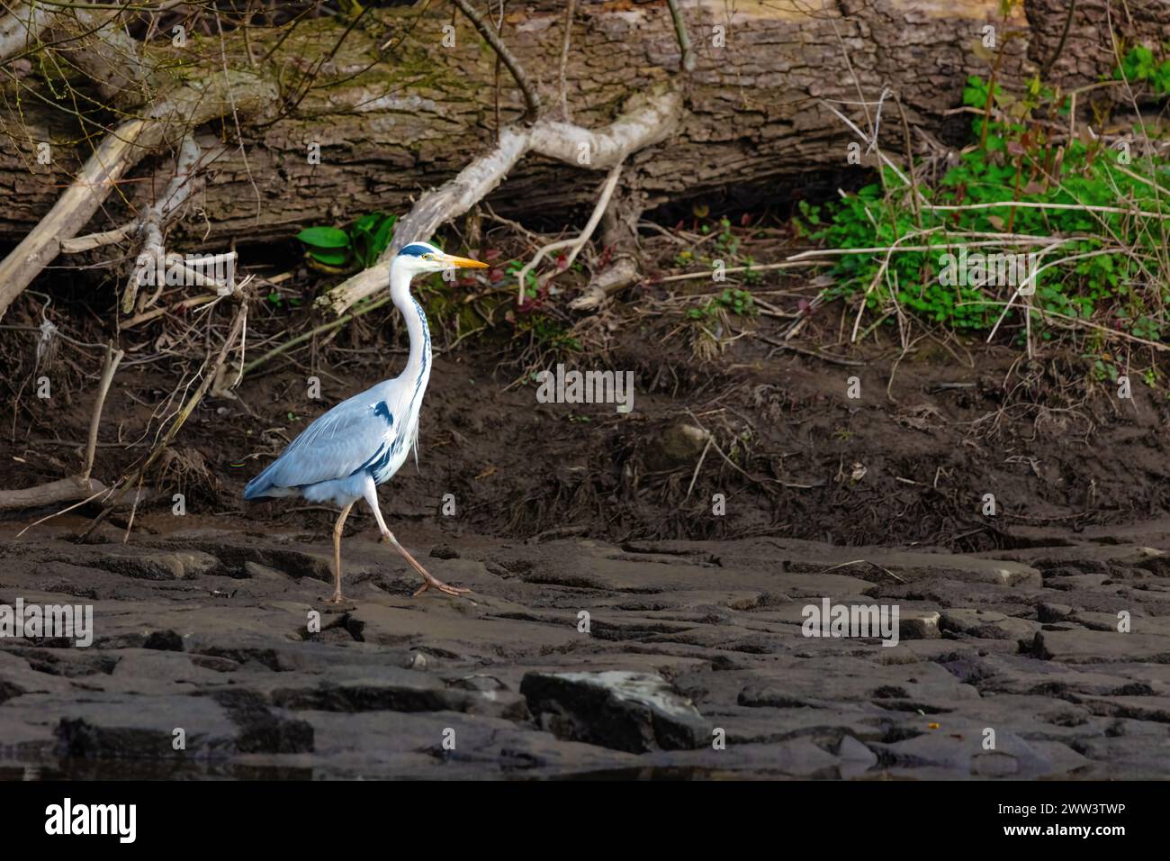 The eastern great egret, a white heron in the genus Ardea, fishing at ...