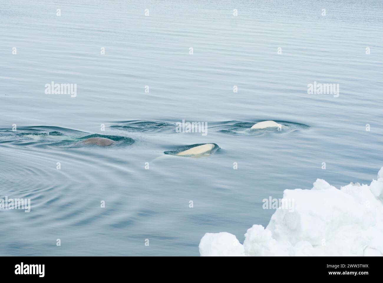 beluga whale, Delphinapterus leucas, adult in an open lead amidst the ...