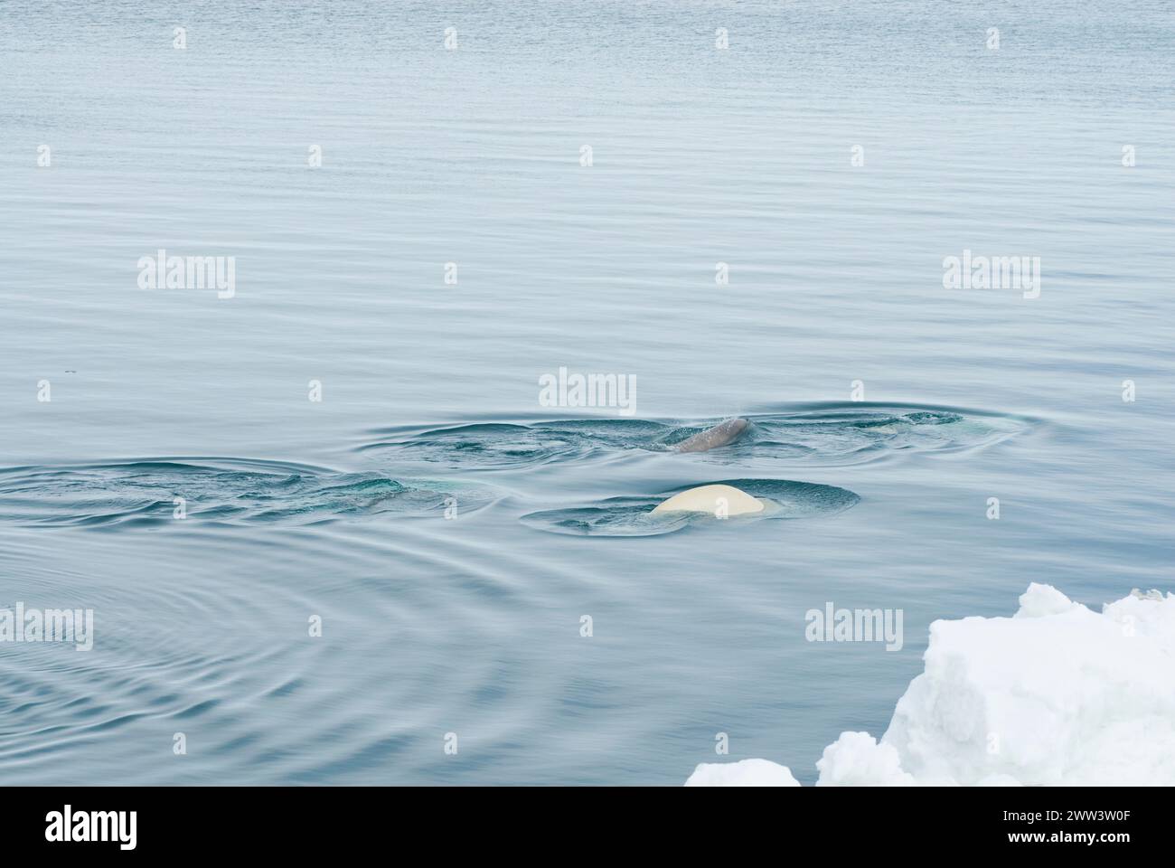 beluga whale, Delphinapterus leucas, adult in an open lead amidst the ...