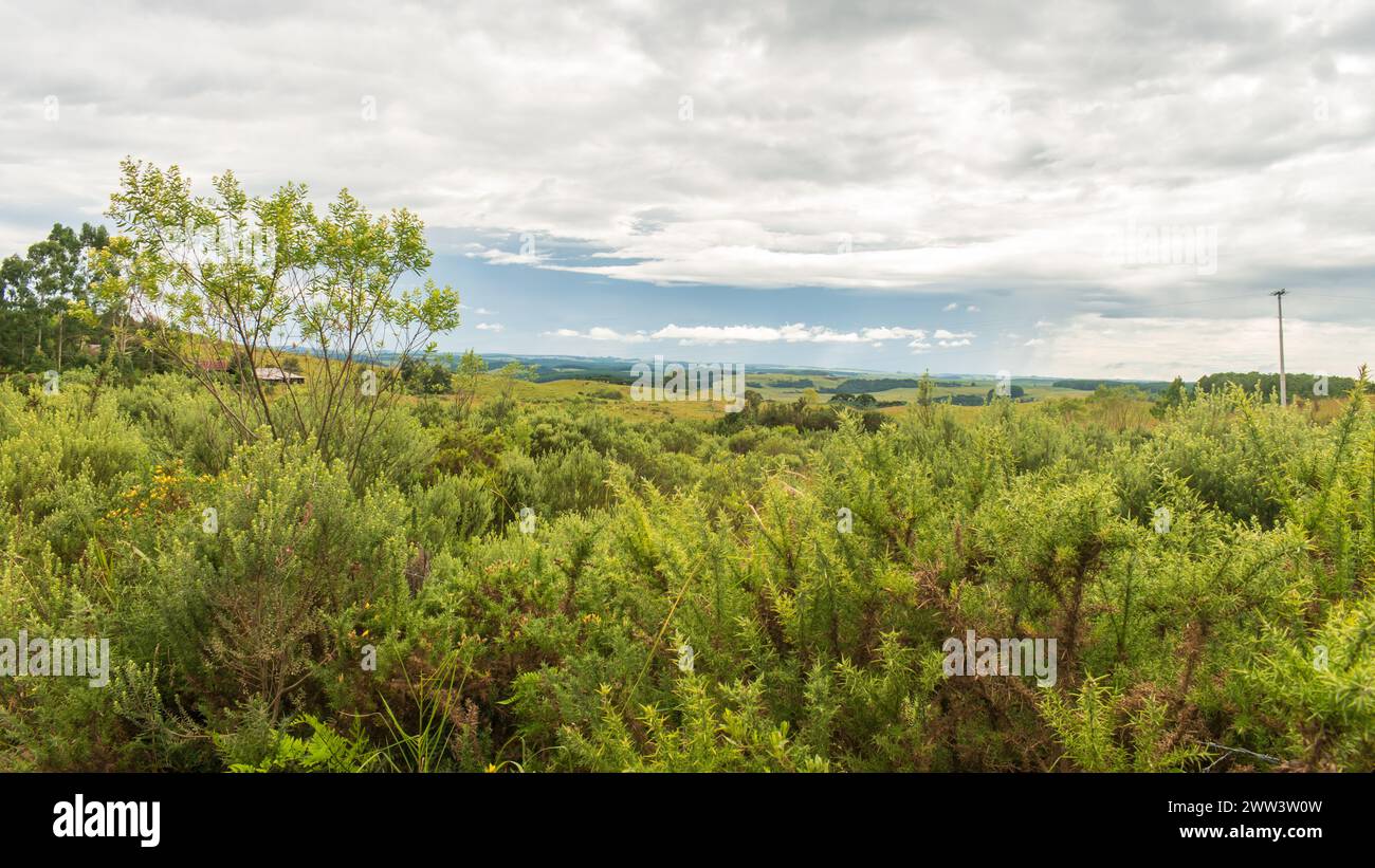 A view of the Brazilian Subtropical Highland Grasslands (Campos de Cima ...