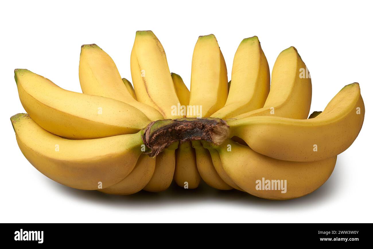 bunch of fresh bananas, ripe tropical fruit with bright yellow peel and ...