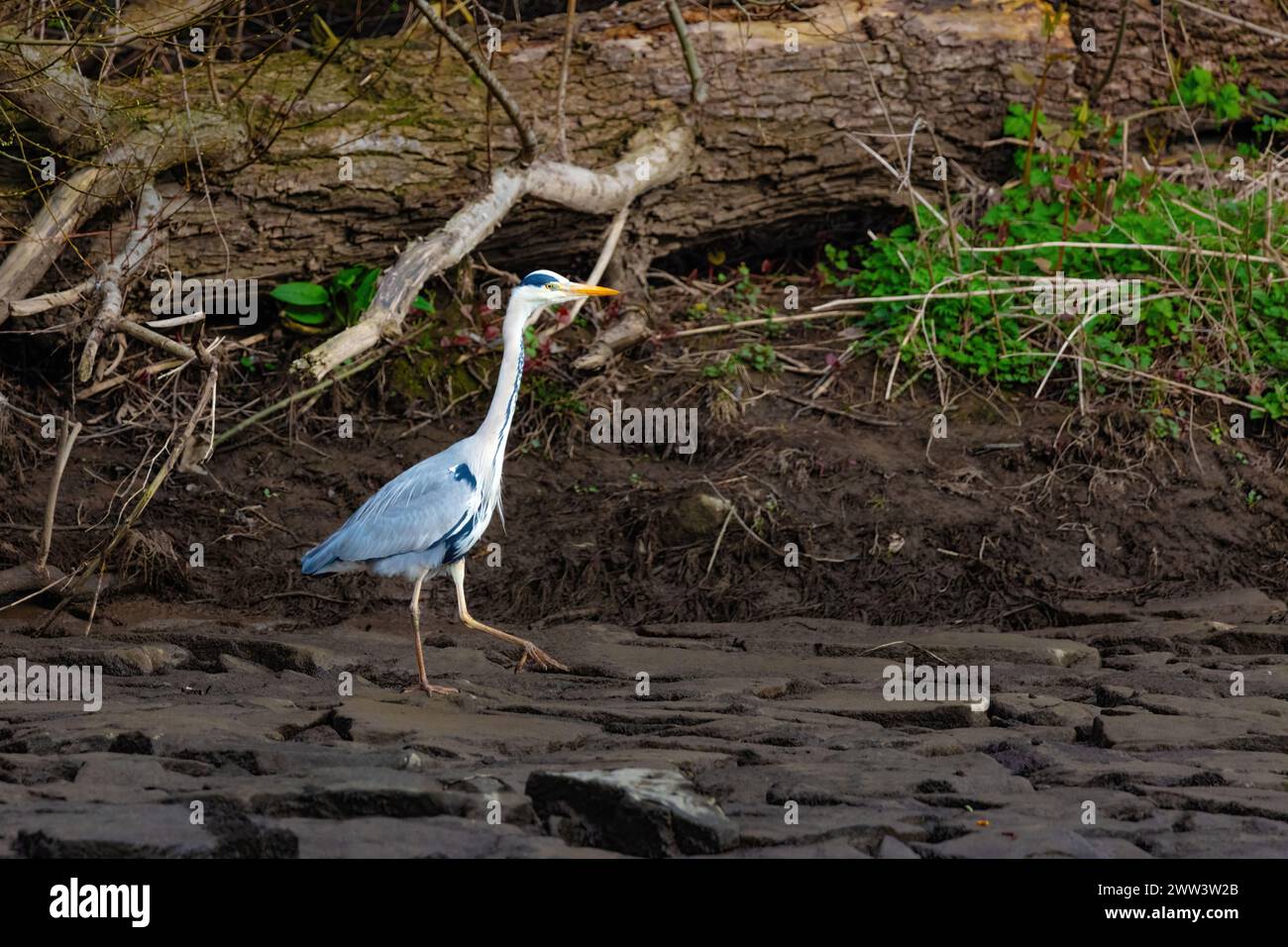 The eastern great egret, a white heron in the genus Ardea, fishing at ...