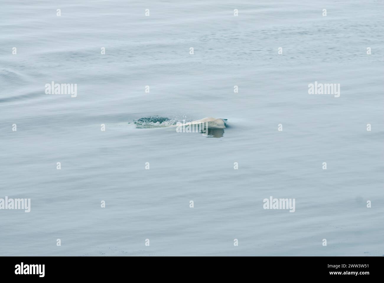 beluga whale, Delphinapterus leucas, adult in an open lead amidst the ...