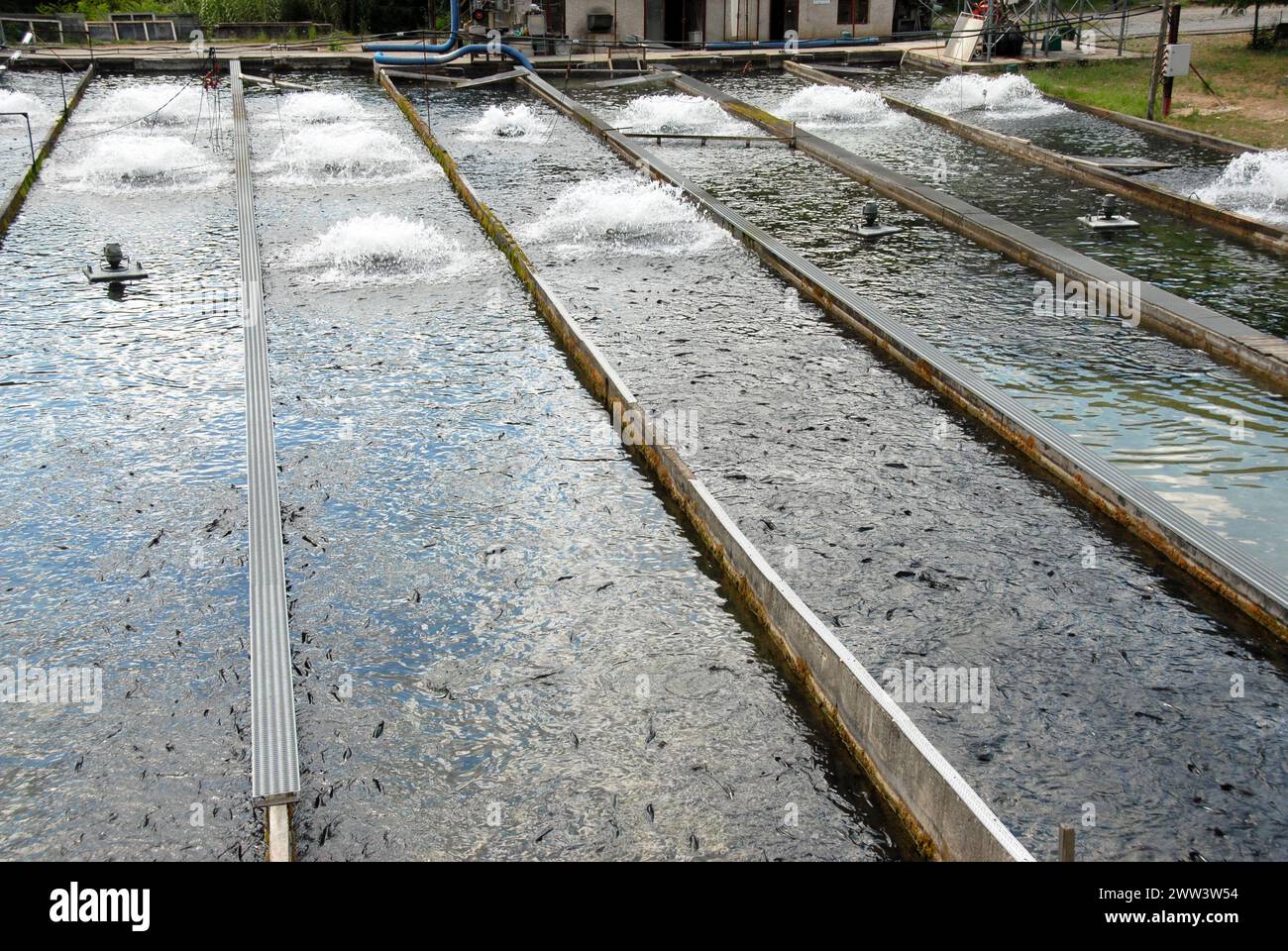 fish farming in front of nature background Stock Photo - Alamy