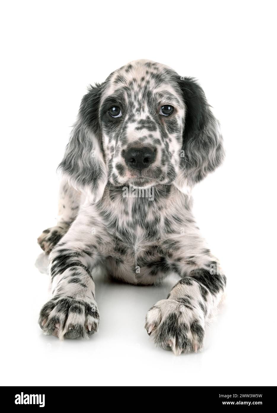 puppy english setter in front of white background Stock Photo - Alamy