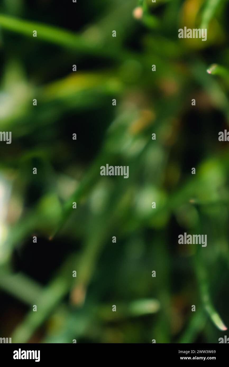 Green abstract background, greenery backdrop Stock Photo - Alamy