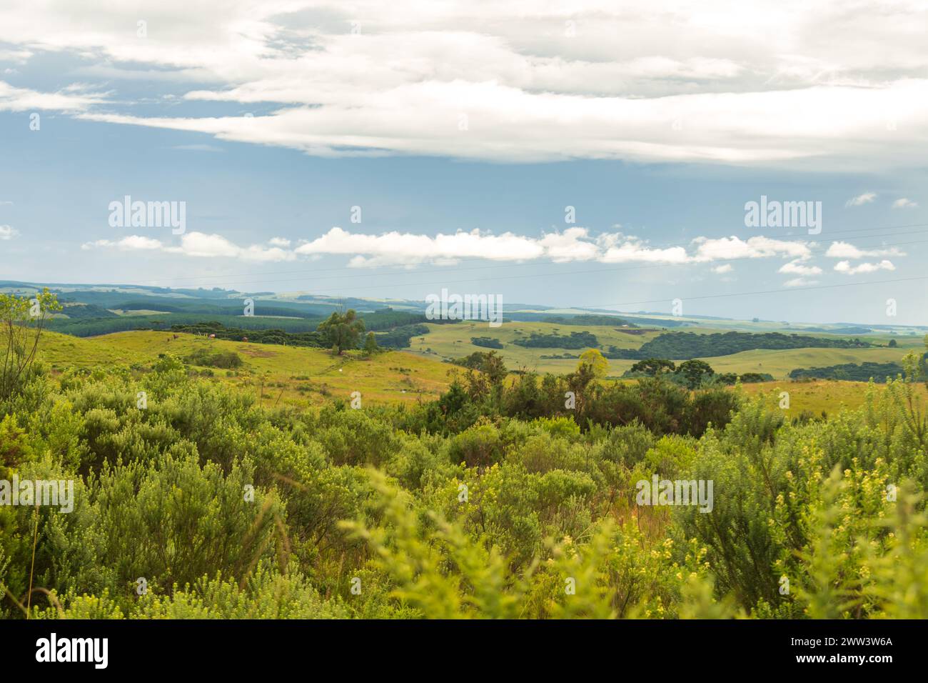 A view of the Brazilian Subtropical Highland Grasslands (Campos de Cima ...