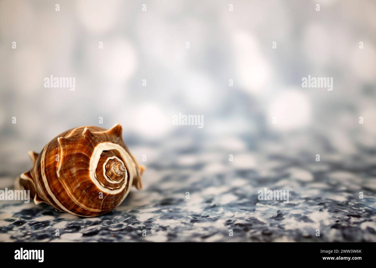beautiful sheefish in front of blue background Stock Photo - Alamy