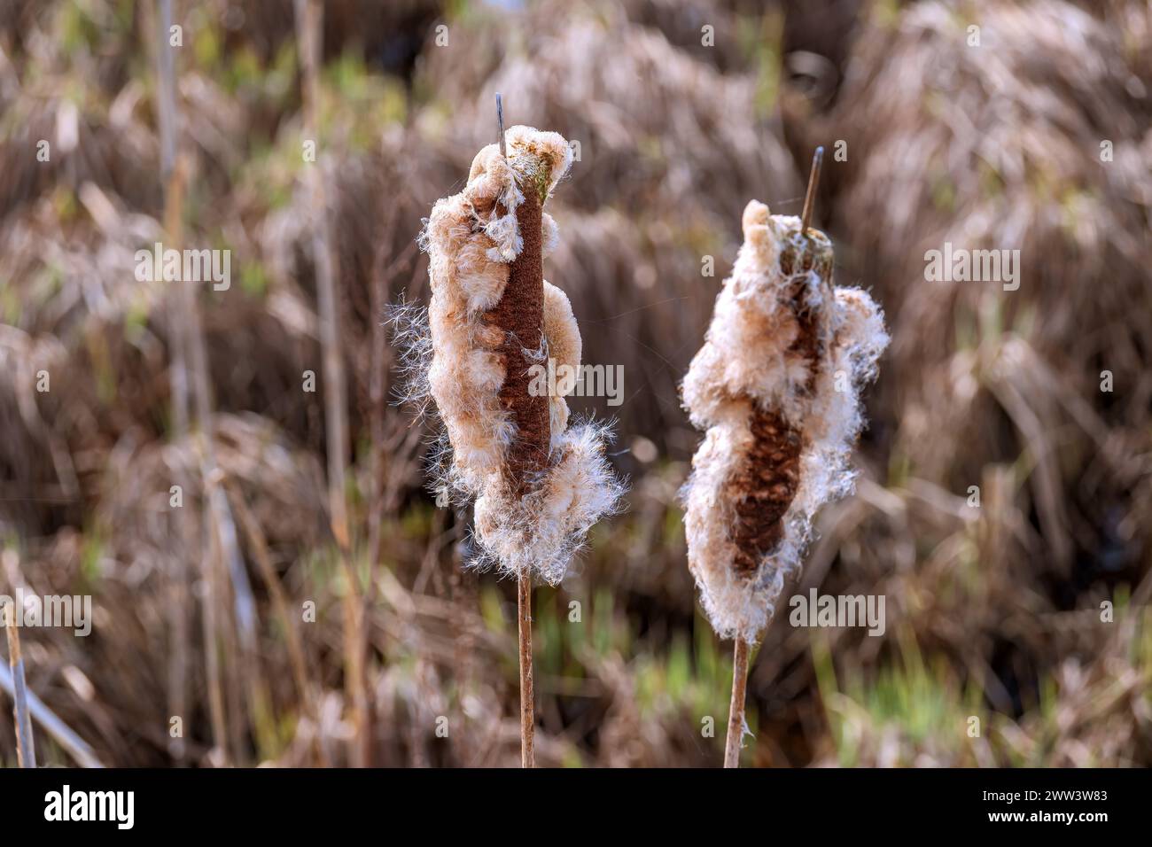 Cattails up close hi-res stock photography and images - Alamy