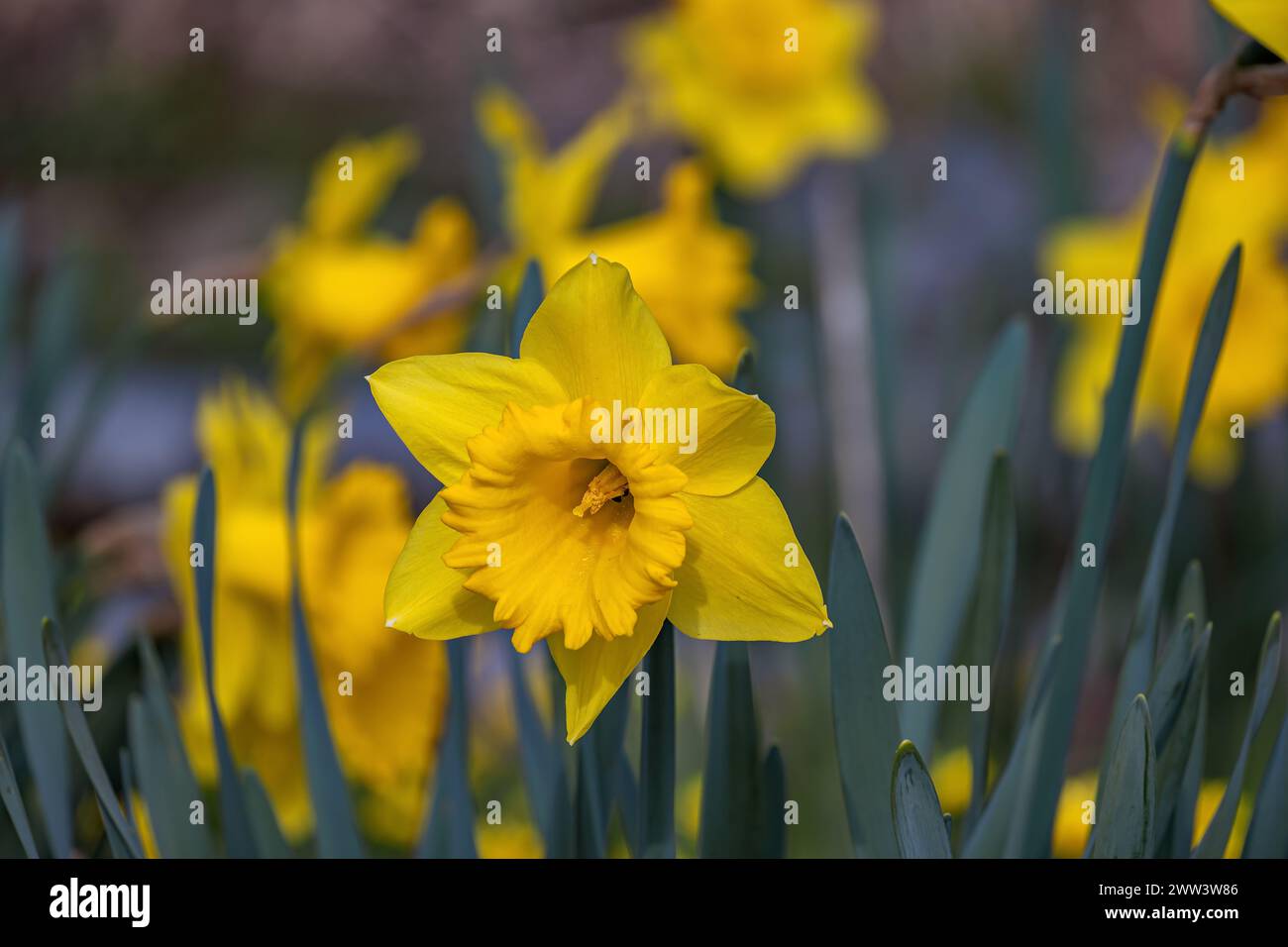 FLORA : YELLOW DAFFODILS Stock Photo - Alamy