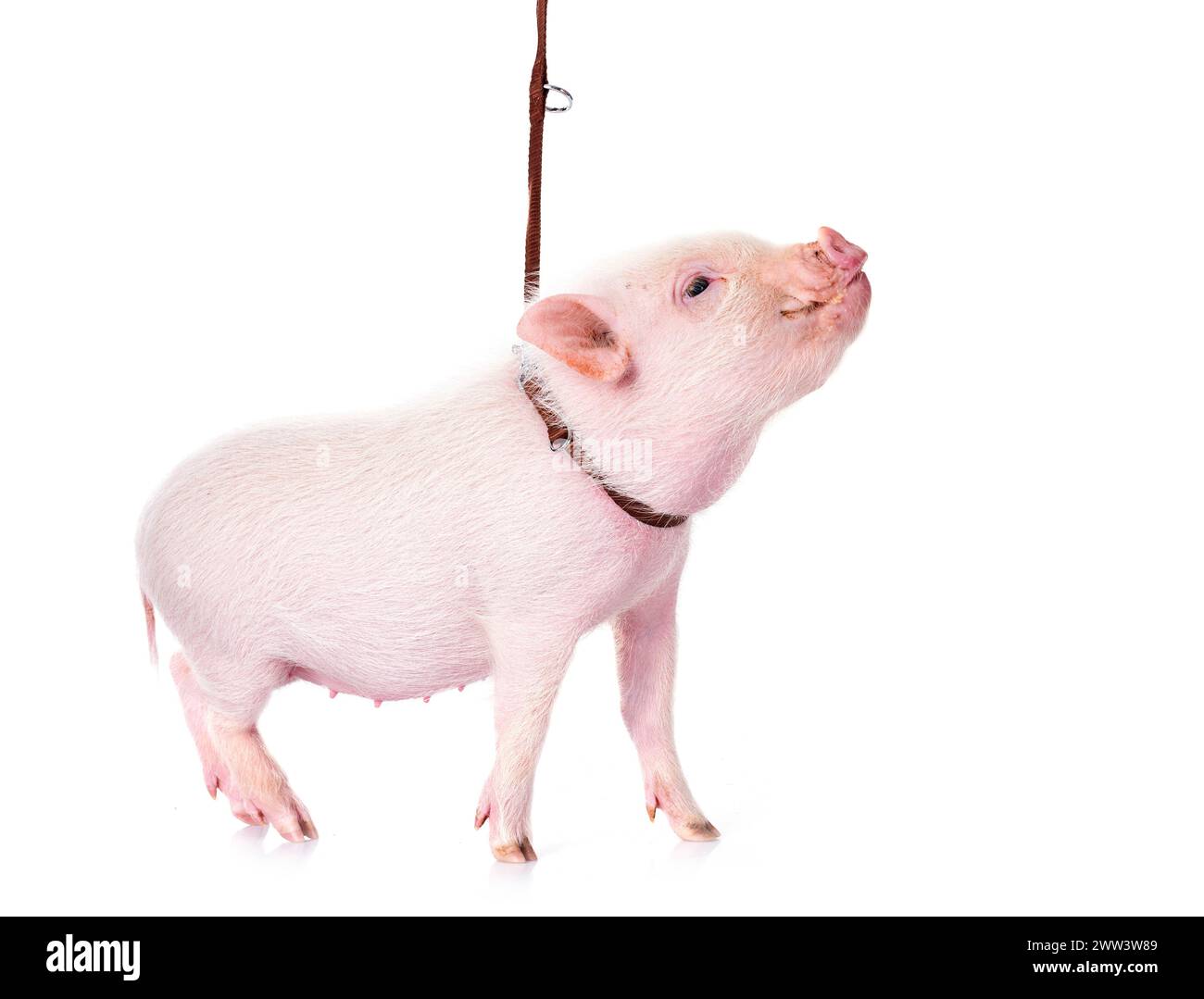 pink miniature pig in front of white background Stock Photo - Alamy