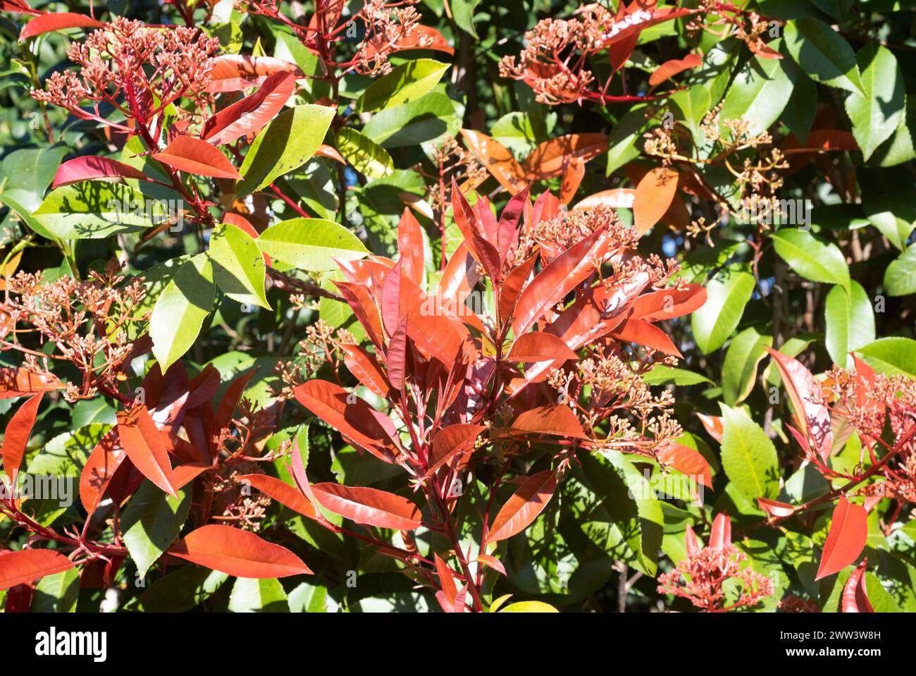 leaf of Photinia × fraseri in a garden, in spring Stock Photo - Alamy