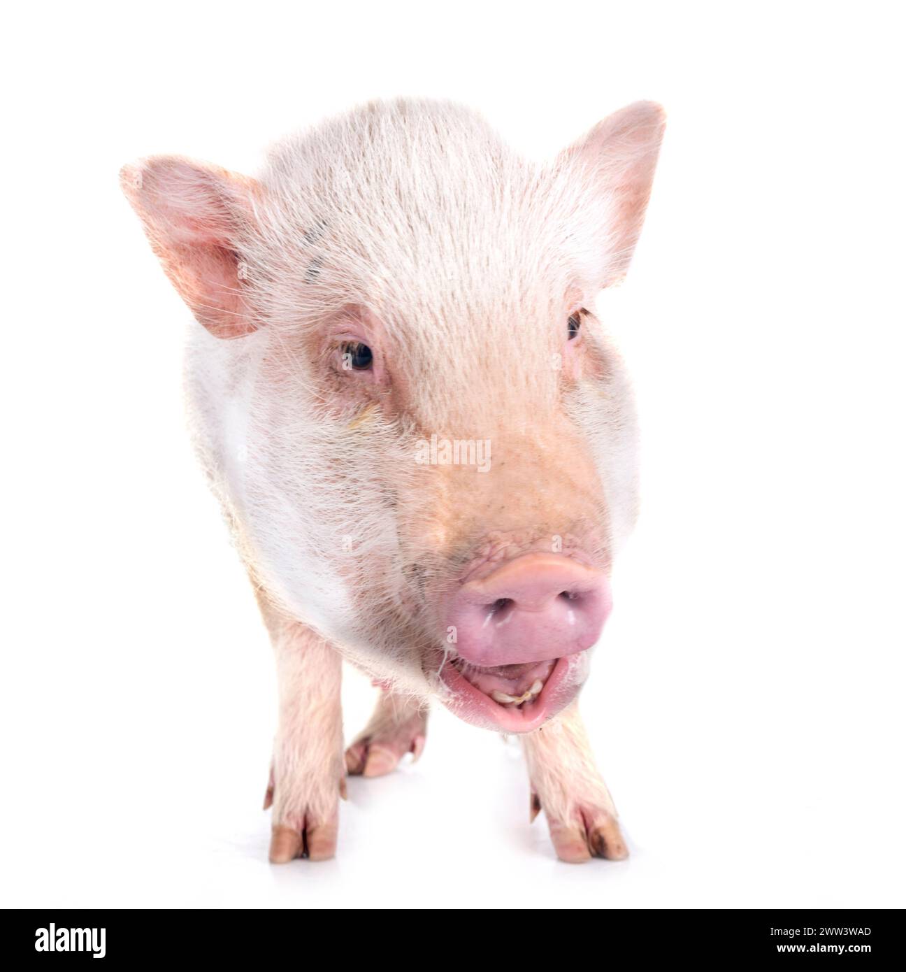 pink miniature pig in front of white background Stock Photo - Alamy