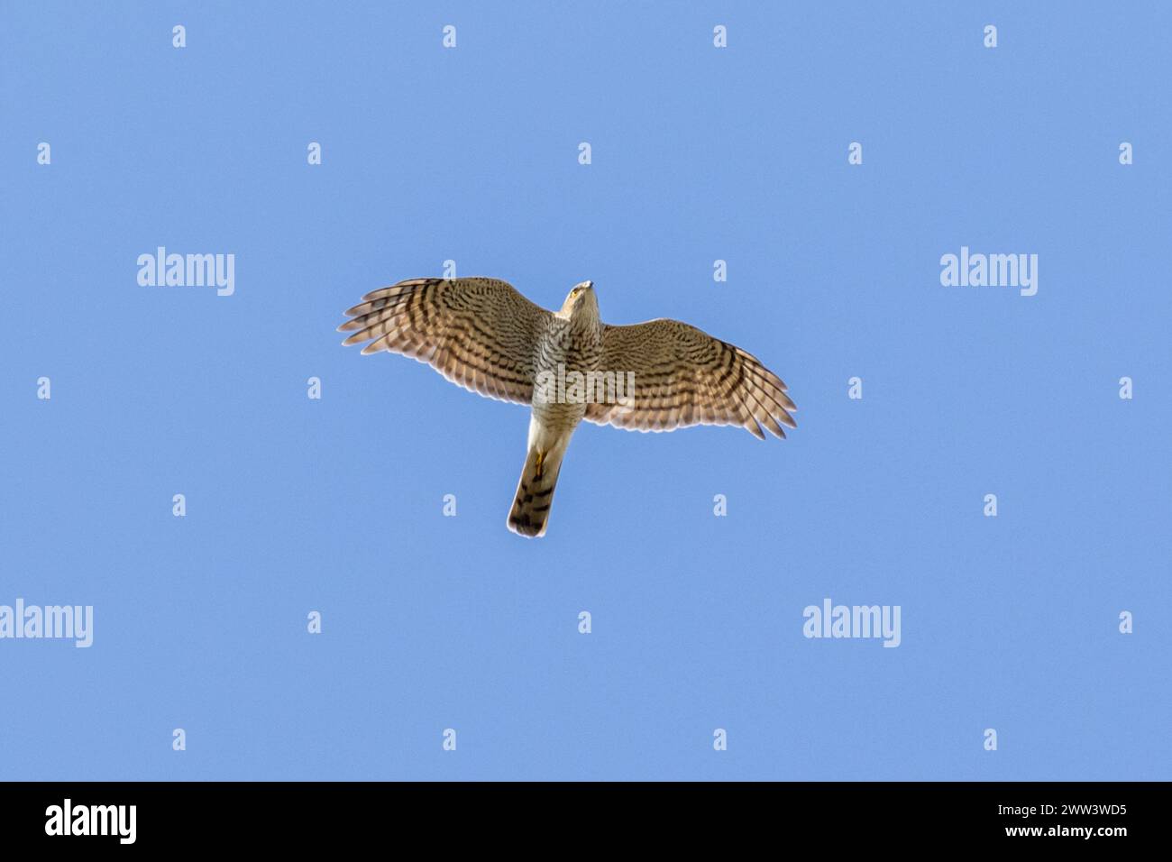 A Sparrowhawk, bird of prey, Accipiter nisus flies overhead with its ...