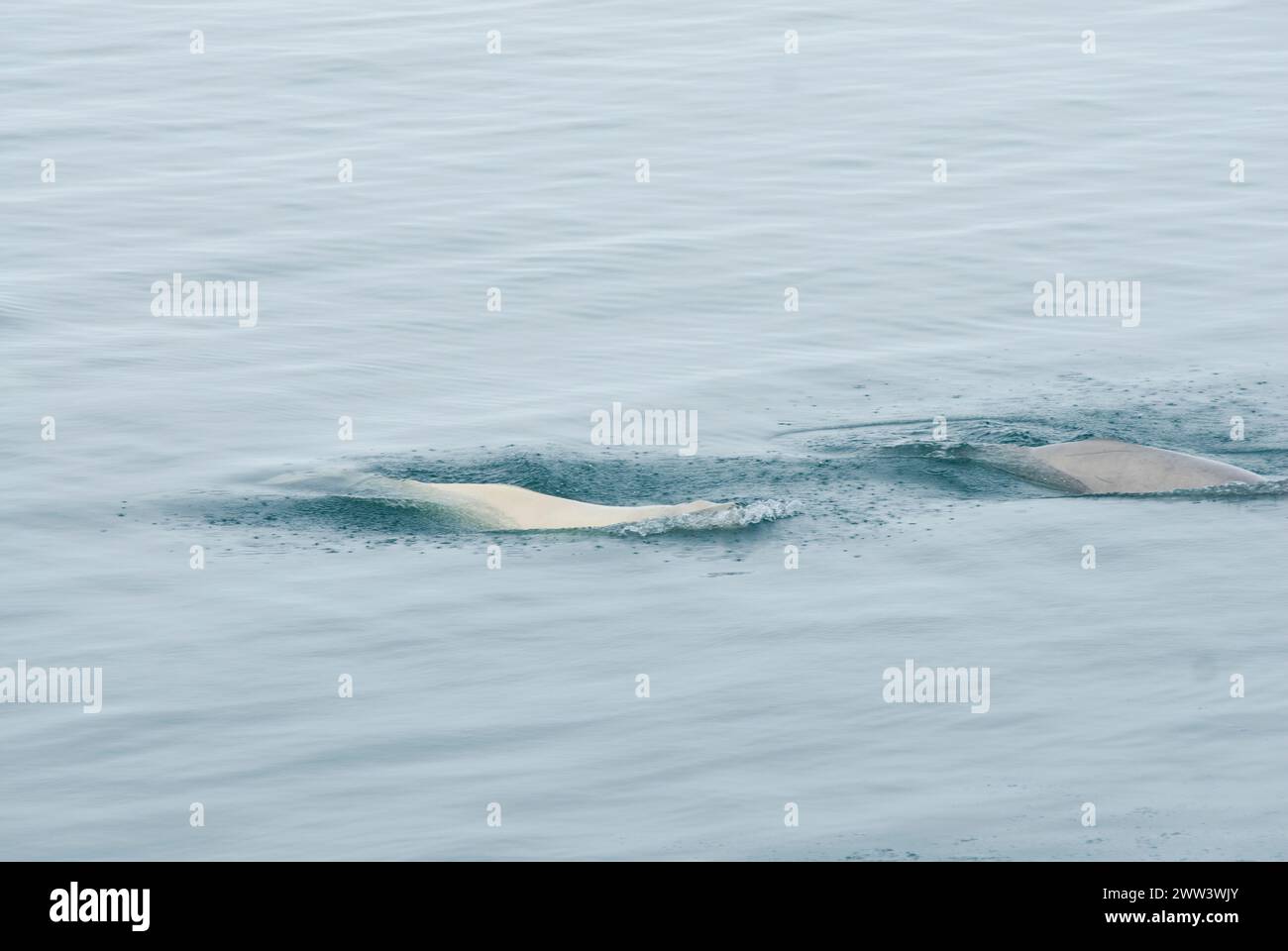 beluga whale, Delphinapterus leucas, adult in an open lead amidst the ...