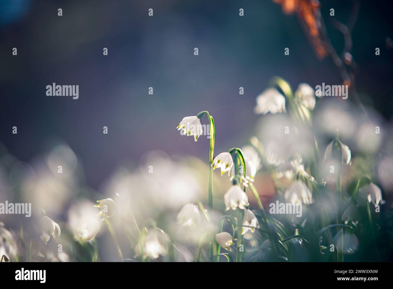 Beautiful spring snowflake flowers blooming in the forest, soft focus ...