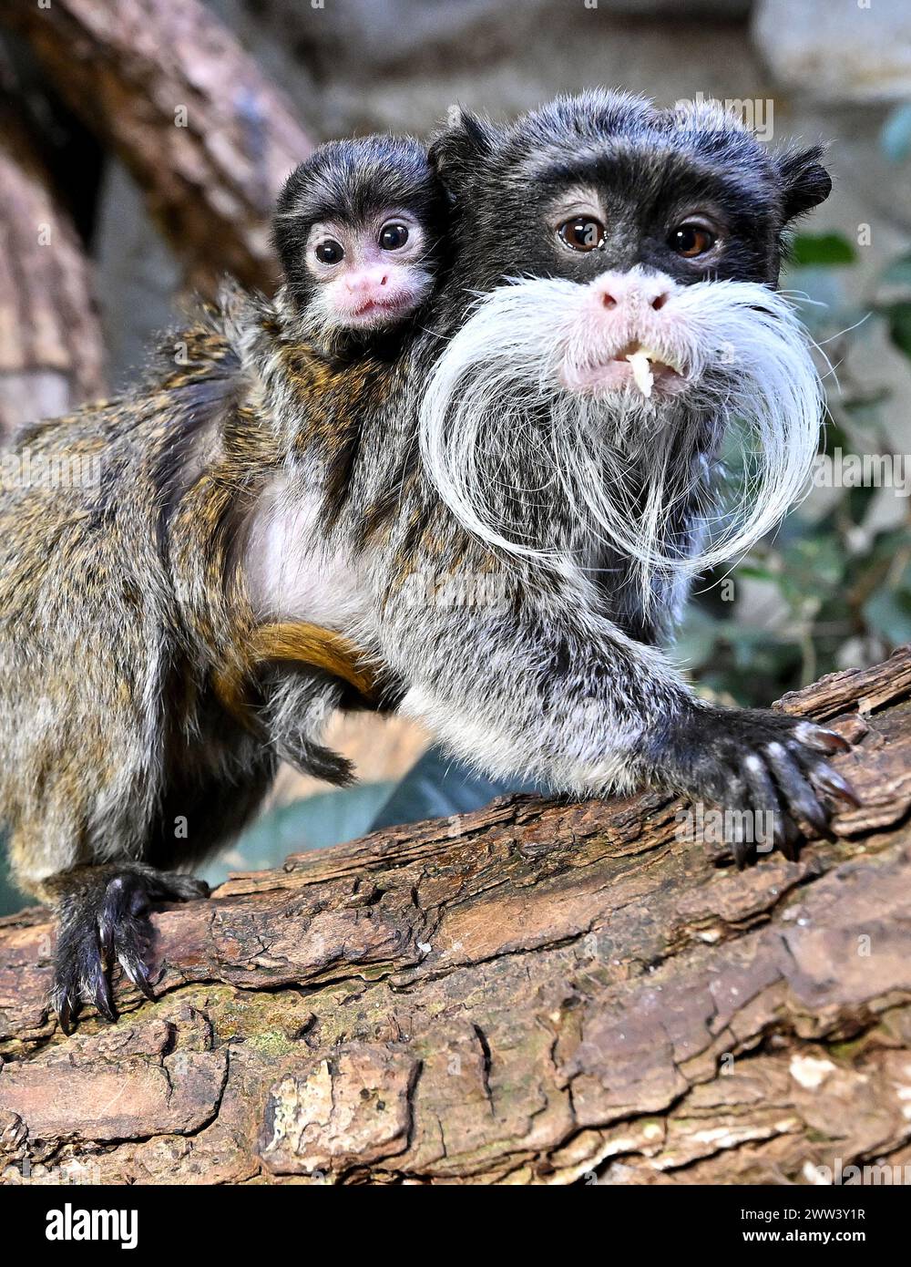 Jihlava, Czech Republic. 21st Mar, 2024. Emperor tamarin (Saguinus ...