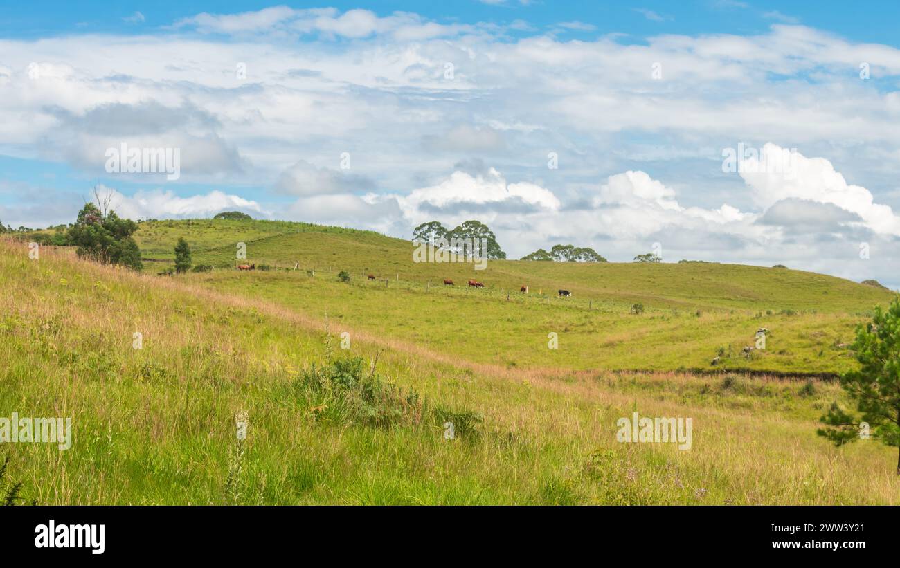 A view of the Brazilian Subtropical Highland Grasslands (Campos de Cima ...