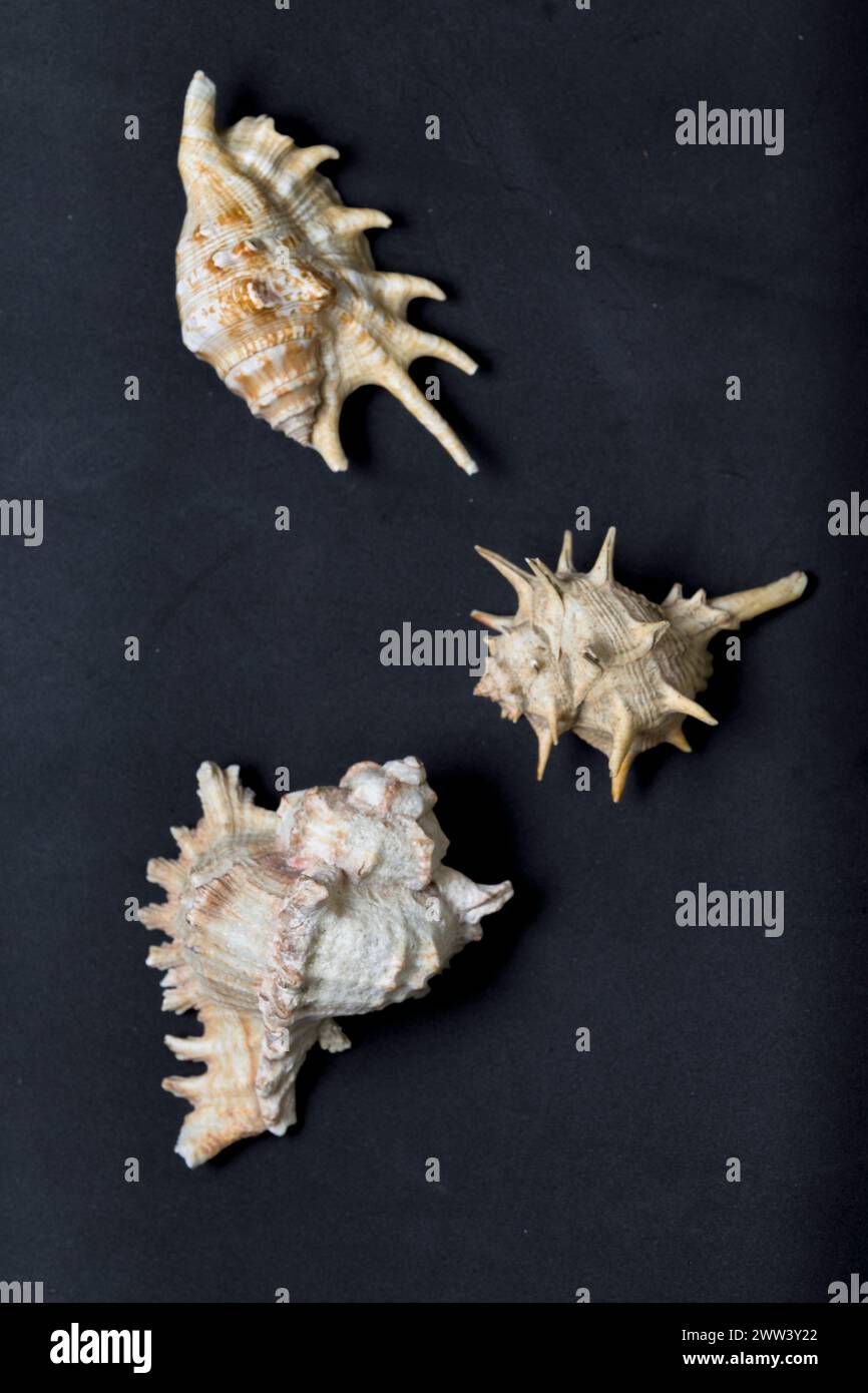 Group of three seashells with black background vertically Stock Photo ...