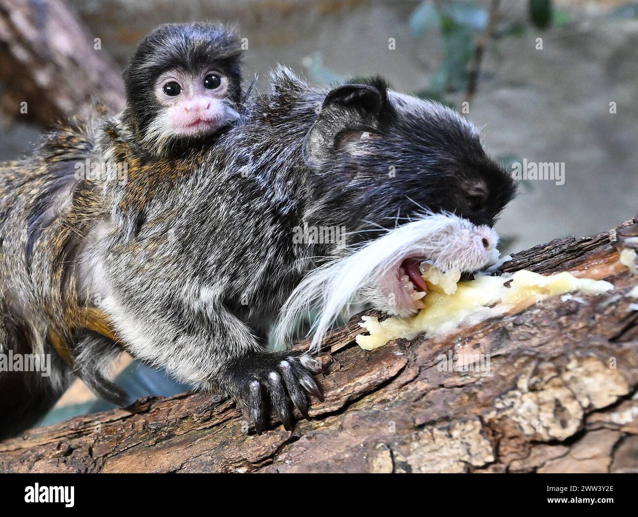 Jihlava, Czech Republic. 21st Mar, 2024. Emperor tamarin (Saguinus ...