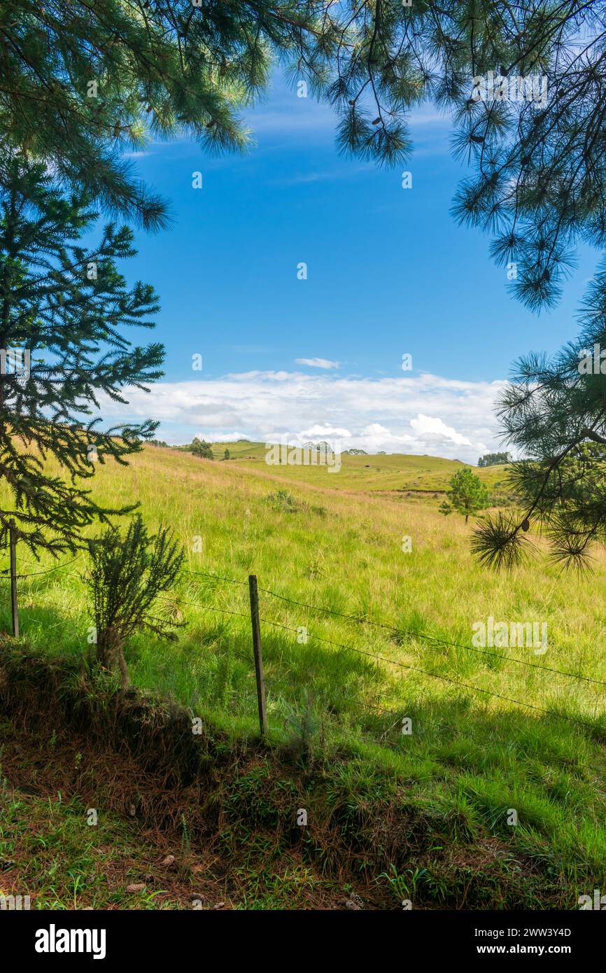 Brazilian subtropical highlands grasslands hi-res stock photography and ...