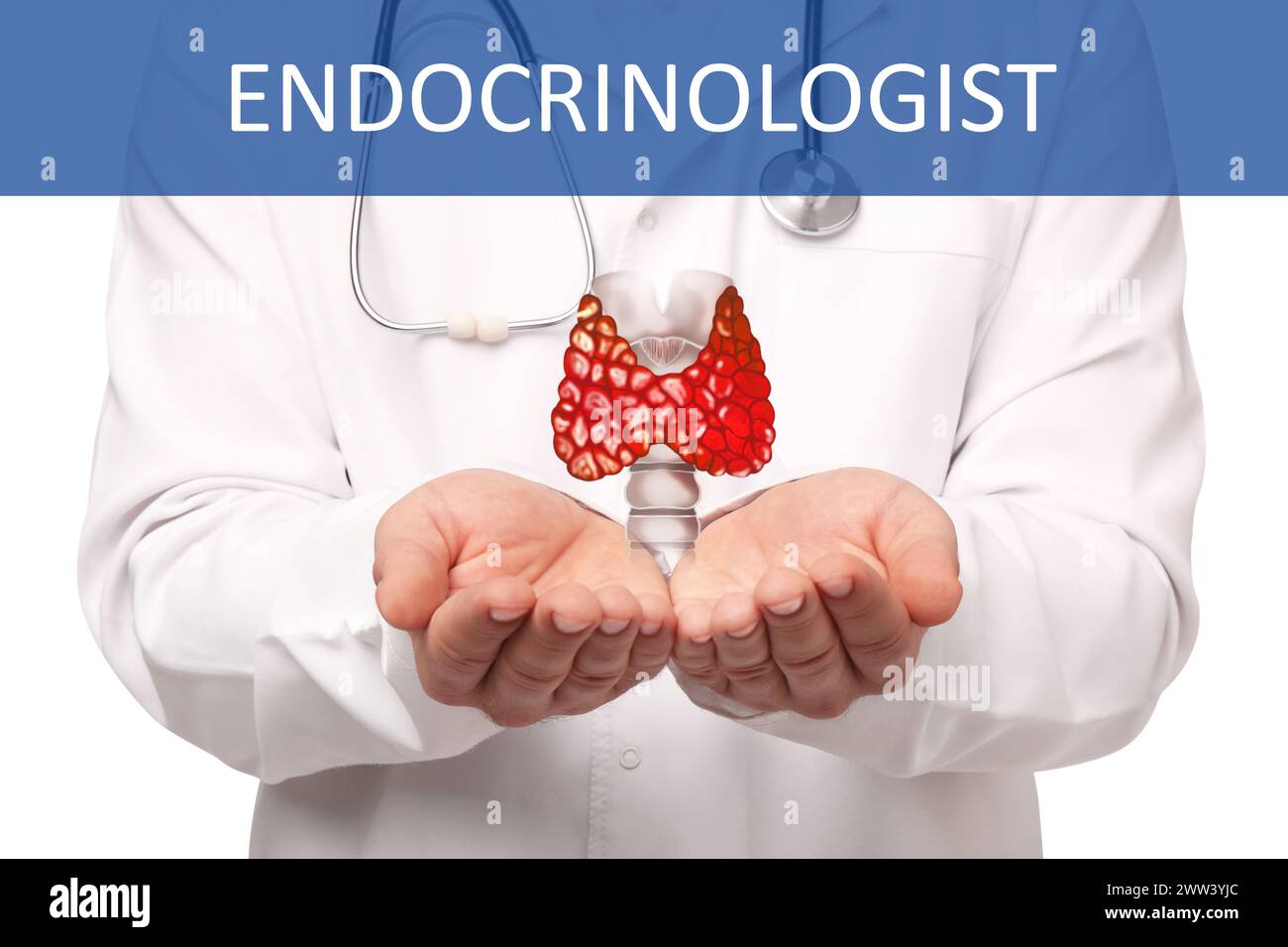 Endocrinologist holding thyroid illustration on white background ...