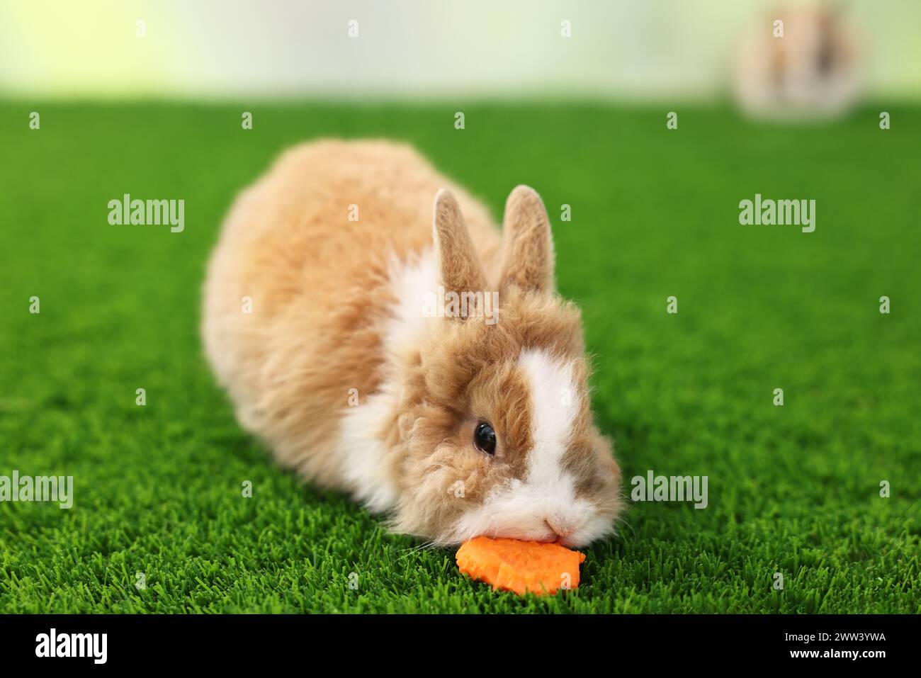 Rabbit carrot grass hi-res stock photography and images - Alamy