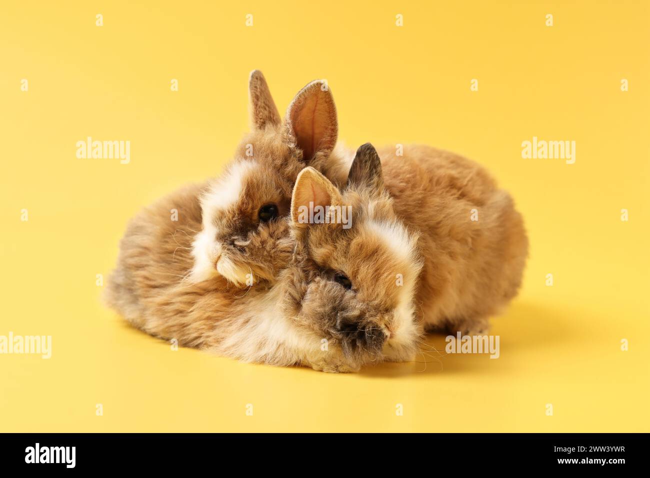 Cute little rabbits on yellow background. Adorable pet Stock Photo - Alamy