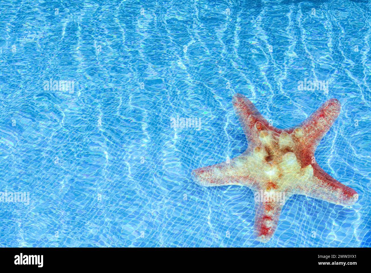 Starfish in sea water, top view. Space for text Stock Photo - Alamy