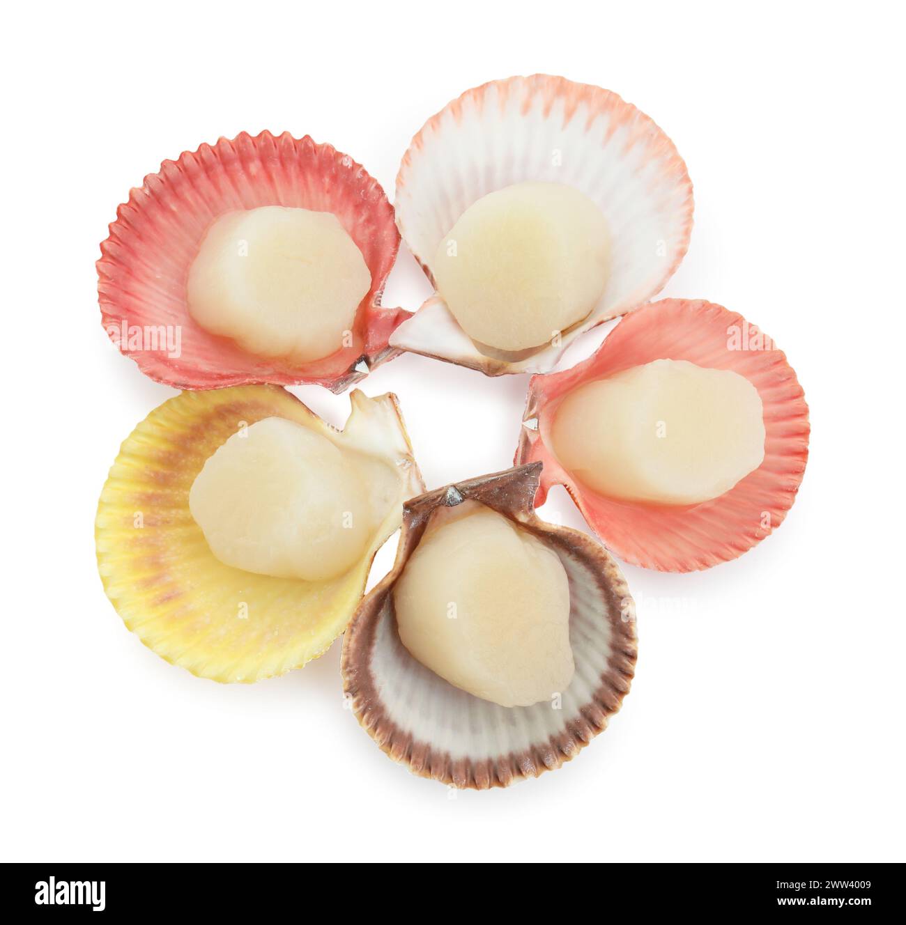 Many fresh raw scallops in shells isolated on white, top view Stock ...
