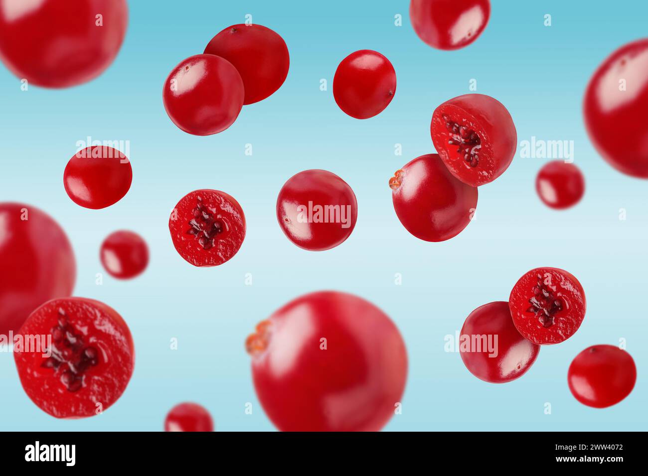 Fresh red cranberries falling on light blue background Stock Photo - Alamy