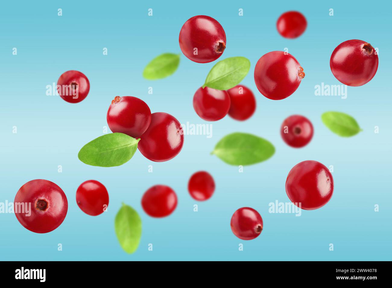 Fresh red cranberries and green leaves falling on light blue background ...