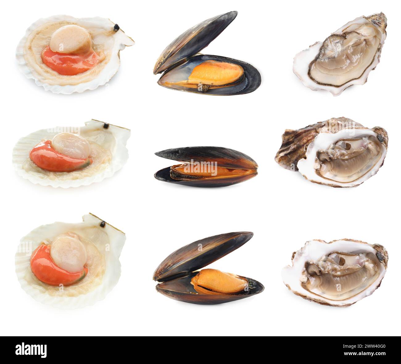 Fresh scallops, mussels and oysters isolated on white, set Stock Photo ...