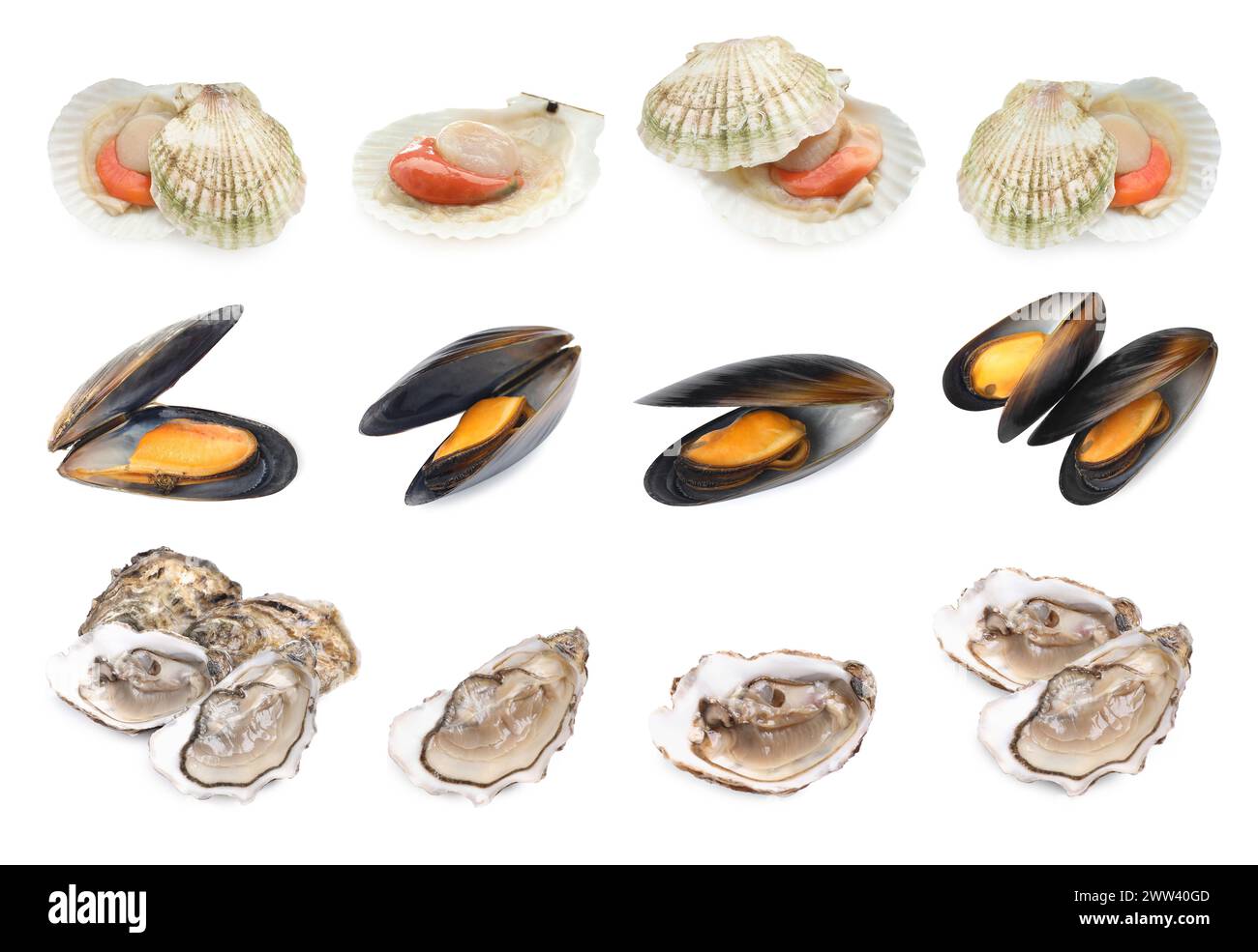Fresh scallops, mussels and oysters isolated on white, set Stock Photo ...