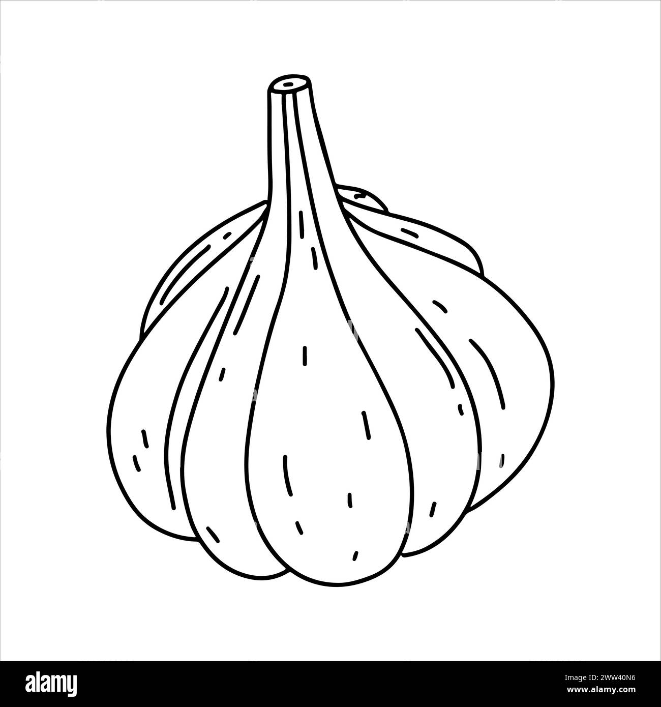 Garlic. Hand drawn doodle style. Vector illustration isolated on white ...