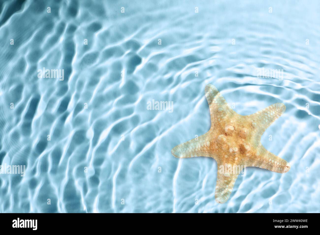 Starfish in sea water, top view. Space for text Stock Photo - Alamy