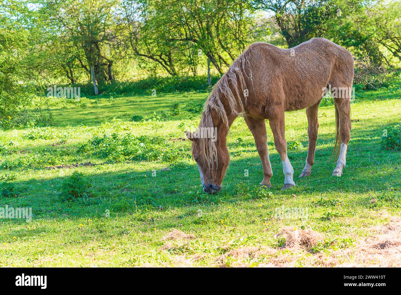 Catle grazing hi-res stock photography and images - Alamy