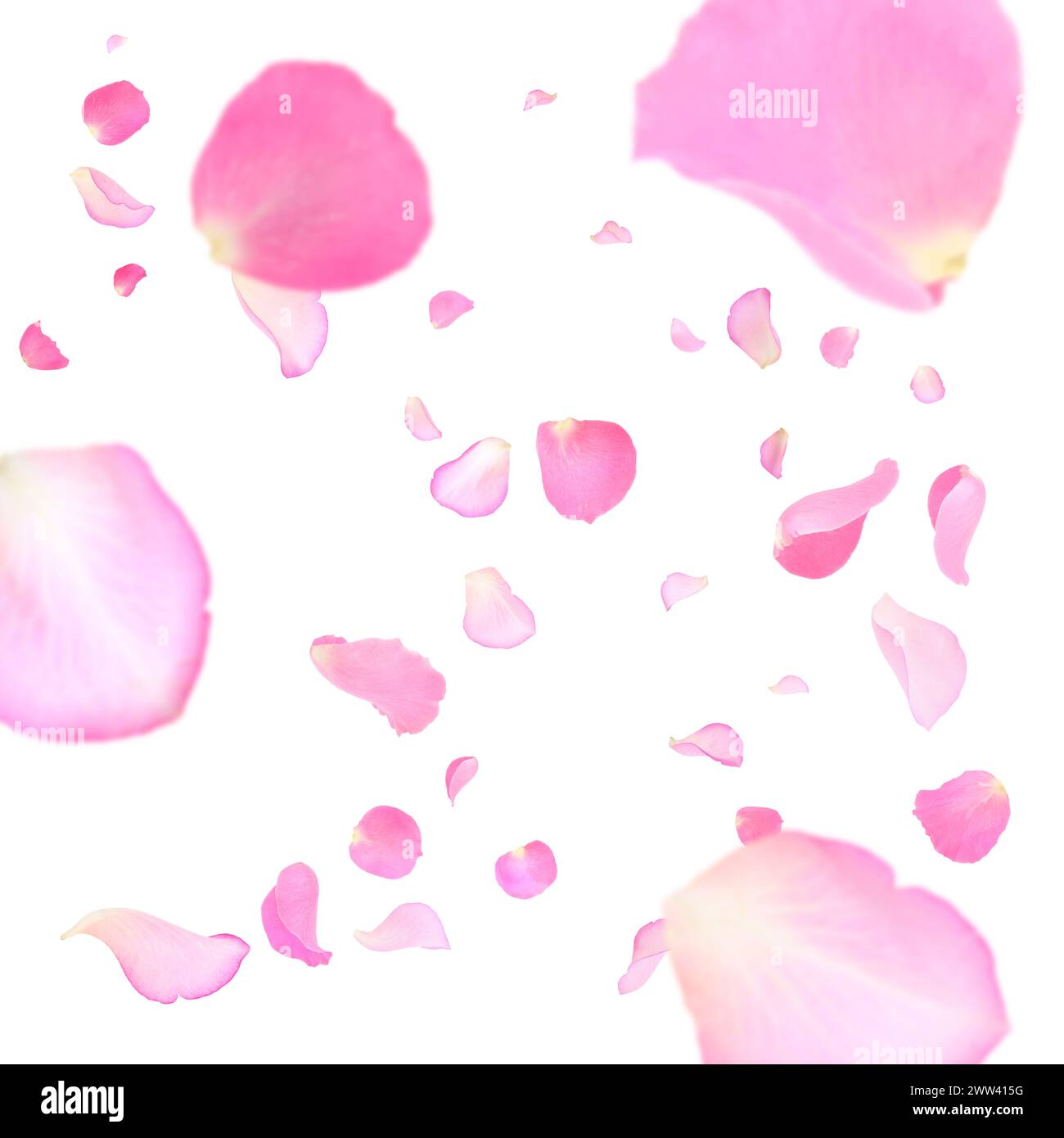 Pink rose petals flying on white background Stock Photo - Alamy