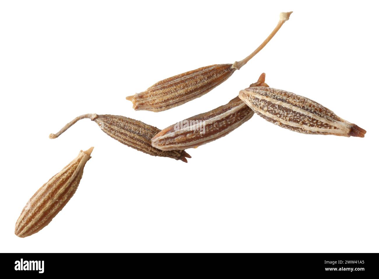 Many cumin seeds falling on white background Stock Photo - Alamy