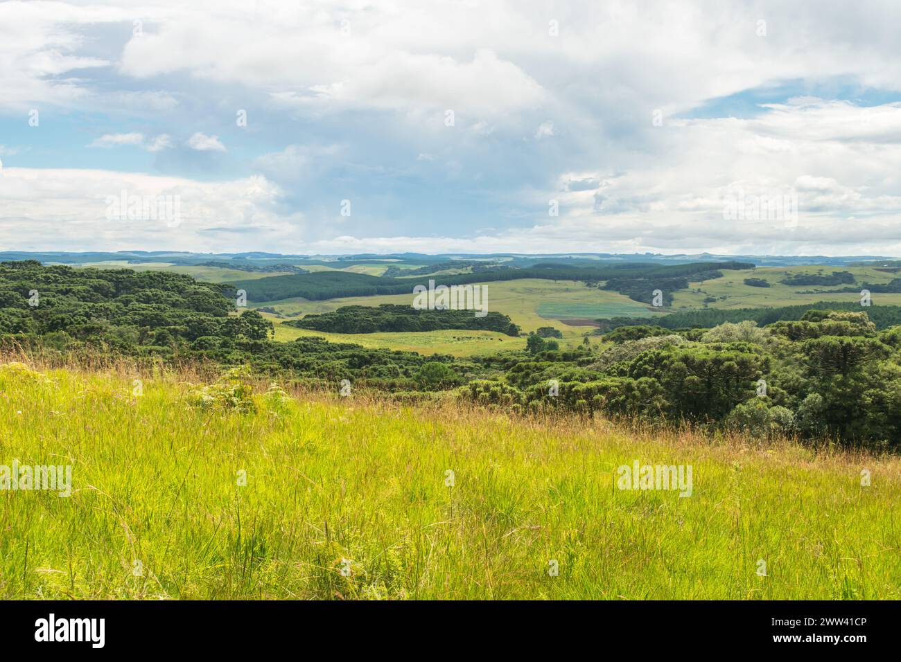 Brazilian subtropical highlands grasslands hi-res stock photography and ...