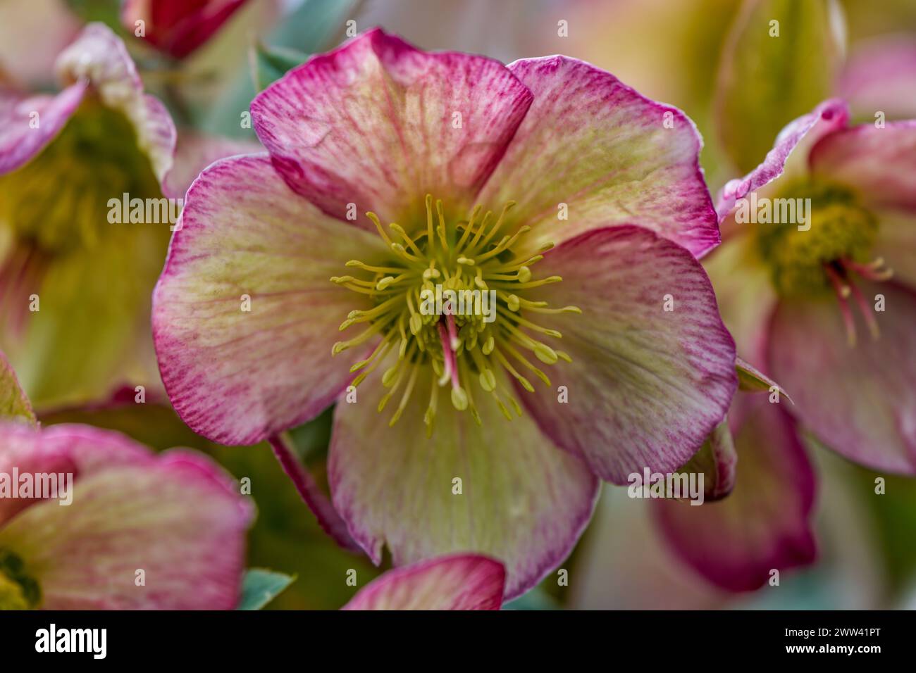 Pink petal rims hi-res stock photography and images - Alamy
