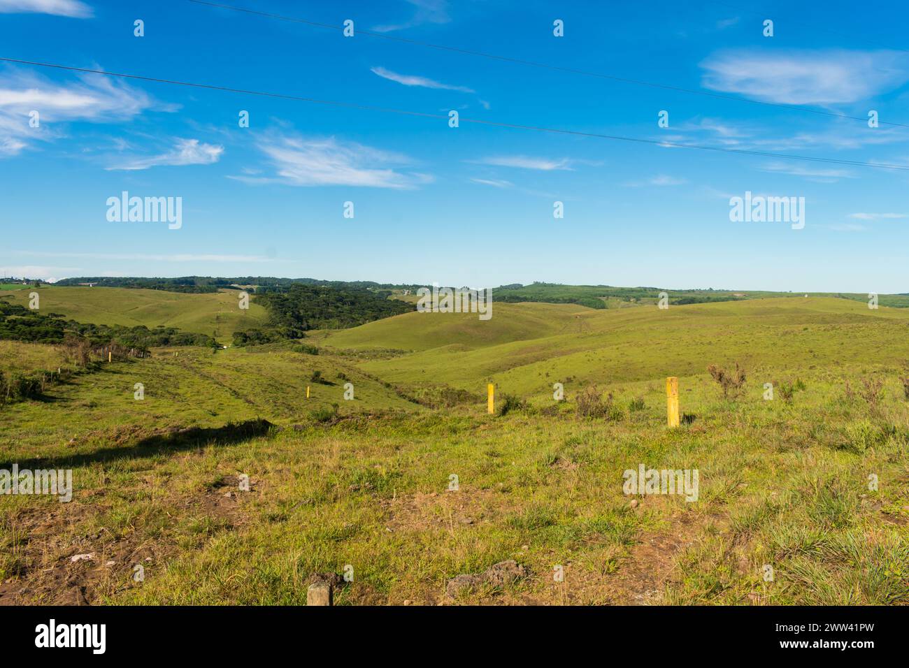 A view of the Brazilian Subtropical Highland Grasslands (Campos de Cima ...
