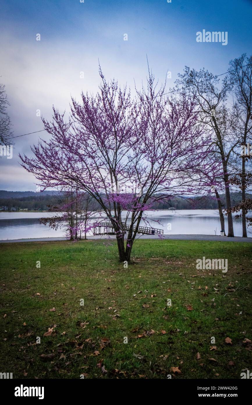 Pink dogwood tree hi-res stock photography and images - Alamy