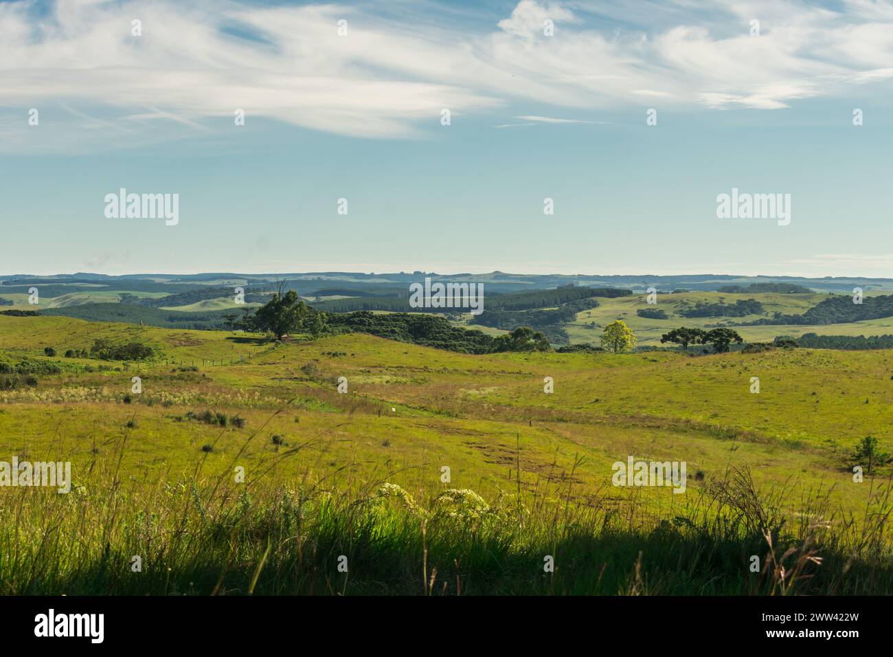 Brazilian subtropical highland grasslands hi-res stock photography and ...